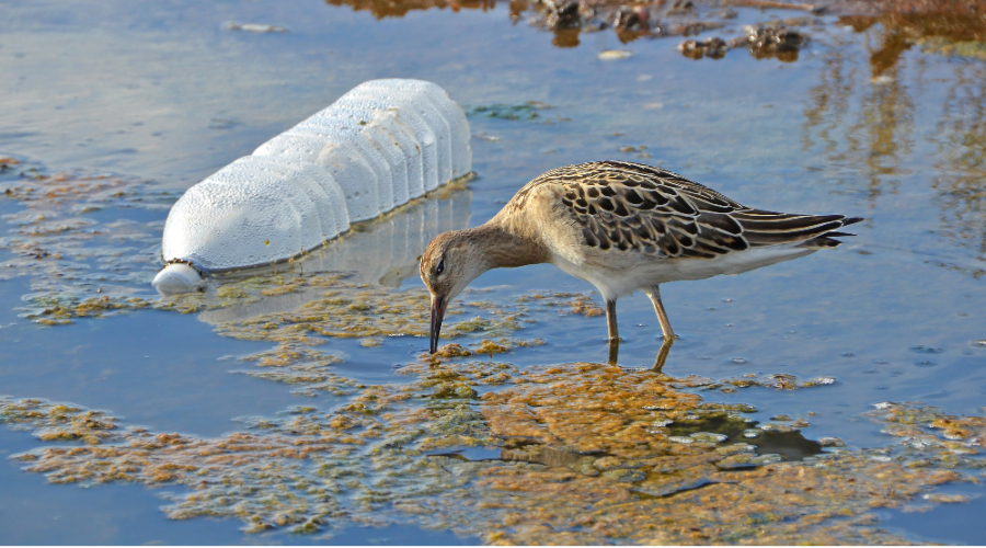 Boxon Wins PackTheFuture Sustainable Packaging Award 2020 - Boxon ...