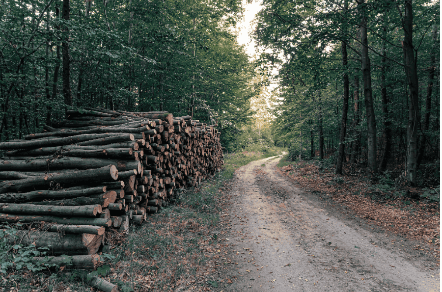 FSC Training: Promoting Sustainable Forestry and Helping Achieve Boxon ...